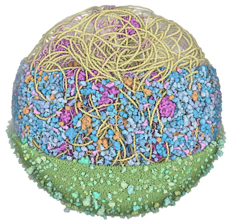 Simulating a Virtual Cell | Razvan Marinescu